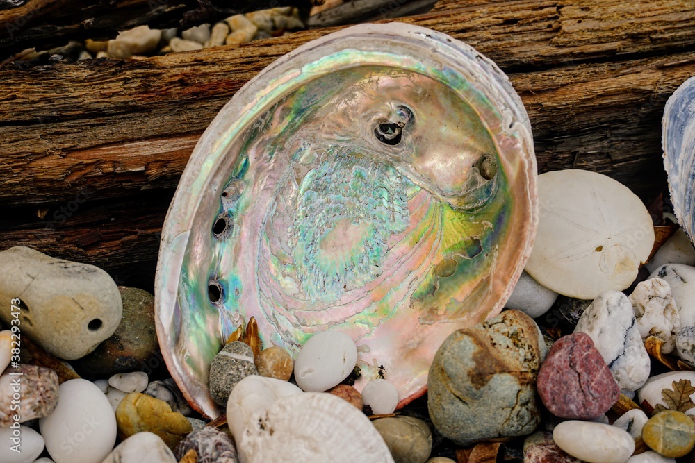 Colorful abalone shell sitting up next to a log and other shells Stock ...