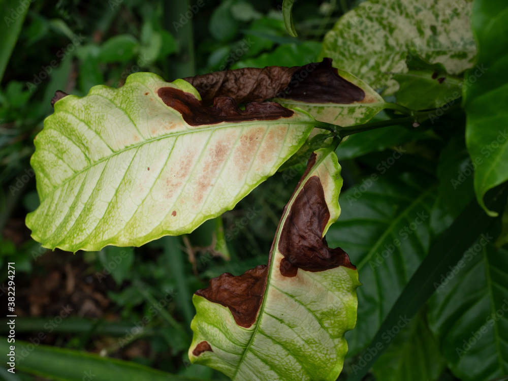 Brown damage by anthracnose on the green leaf of Robusta coffee plant ...
