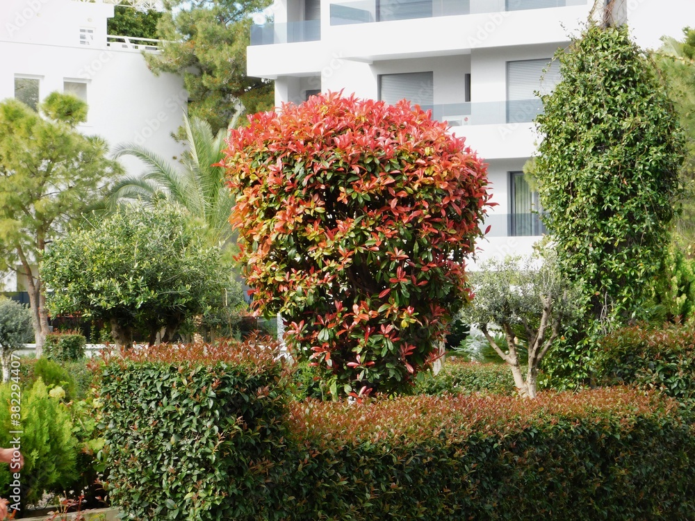 Foto de A photinia fraseri red robin shrub with red and green leaves ...