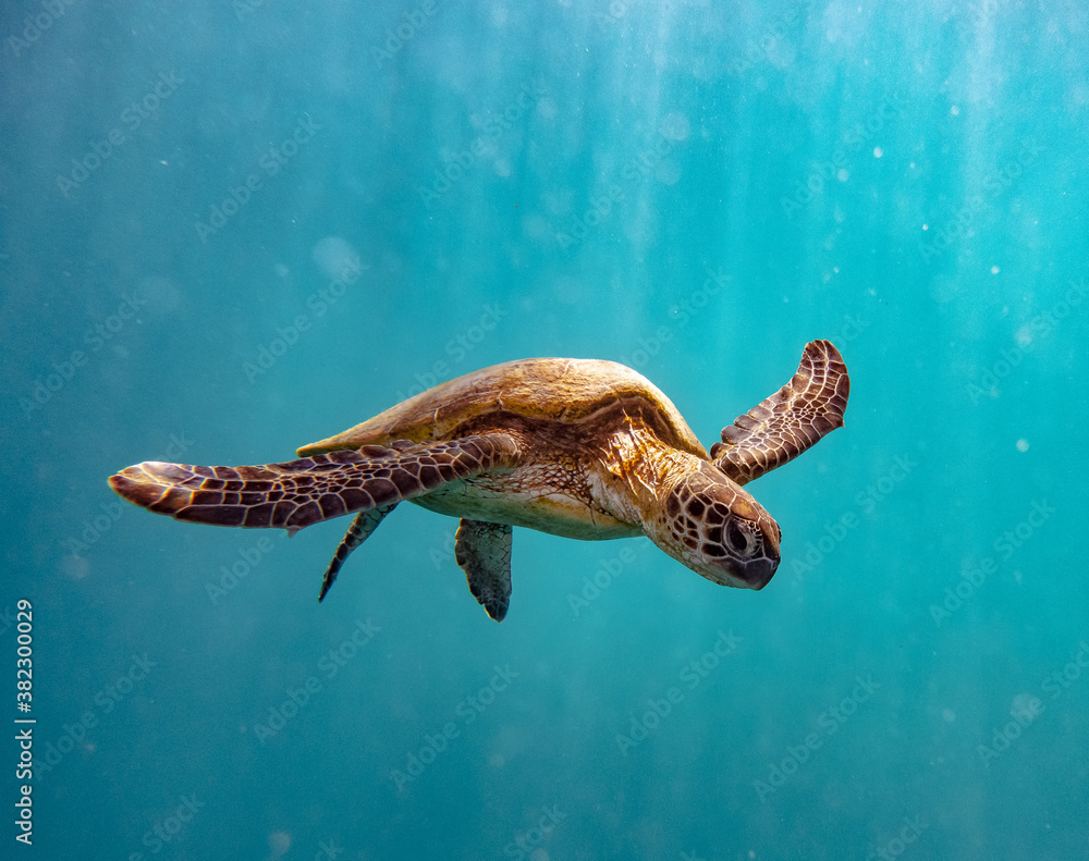 Green Turtle, Lady Elliot Island Eco Resort, Great Barrier Reef ...
