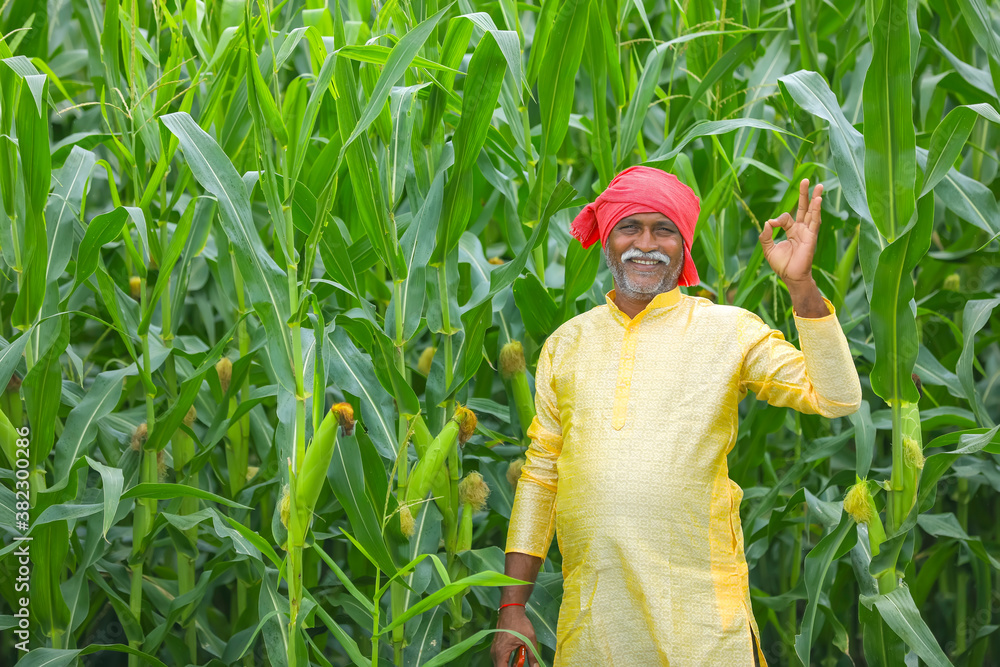 Indian farmer at corn field Stock Photo | Adobe Stock