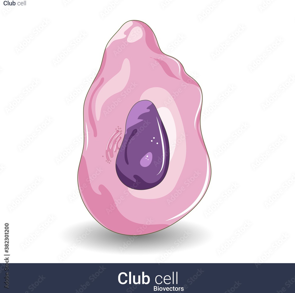 structure of club cell also known as Clara cells of respiratory system ...