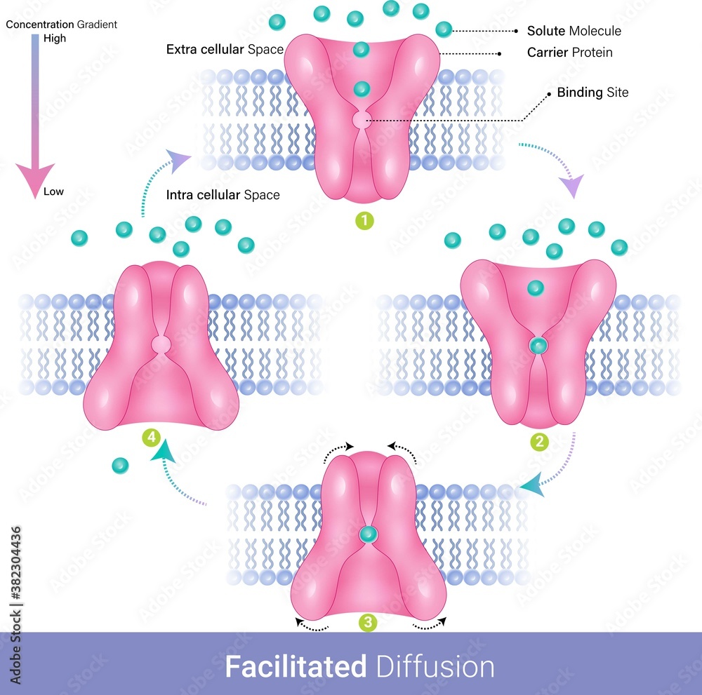 Poster facilitated diffusion of membrane transport of cells VECTOR ...