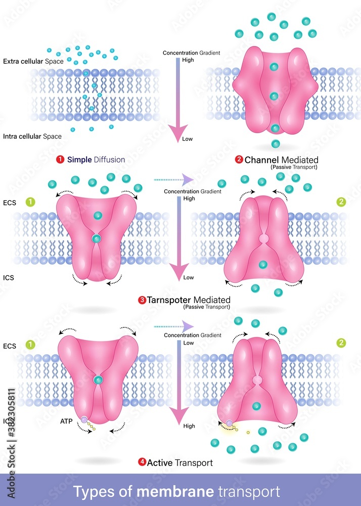 Vector of types of membrane transport diffusion, active and passive ...