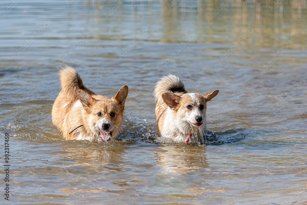 Corgi Jumping Into Water