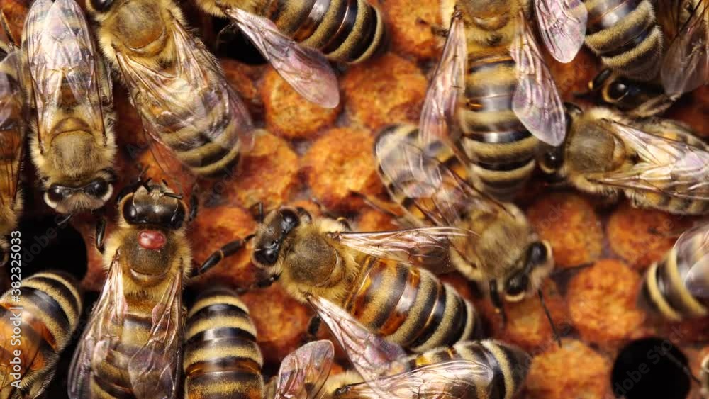 Vidéo Stock Bee with Varroa mite disease (varroatosis) close up. Pests ...