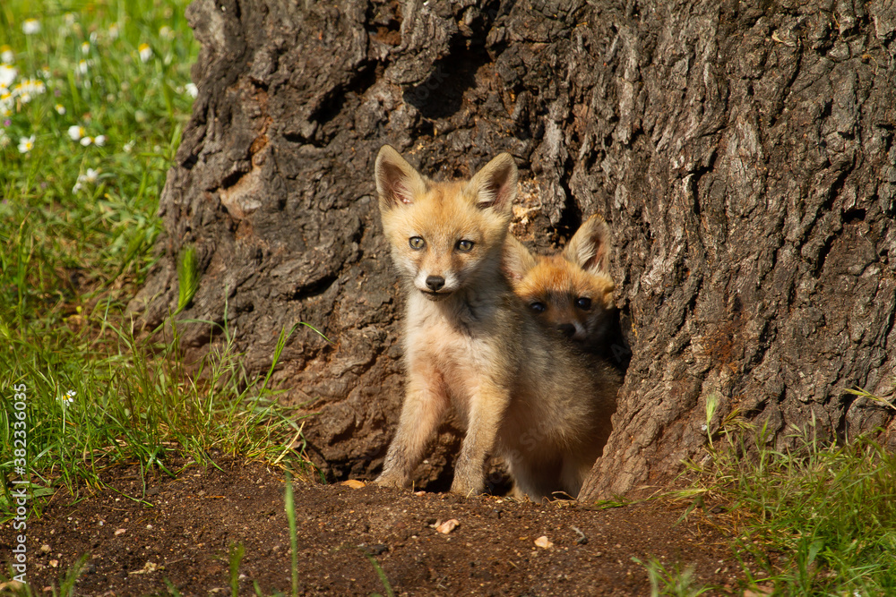 Zorro rojo (Red fox), cría delante de la madriguera. Stock Photo ...