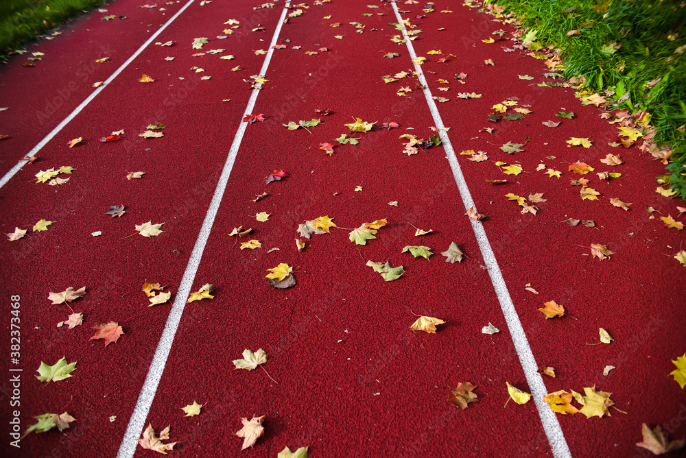 Red carpet running at the stadium, perspective. Fallen autumn foliage ...