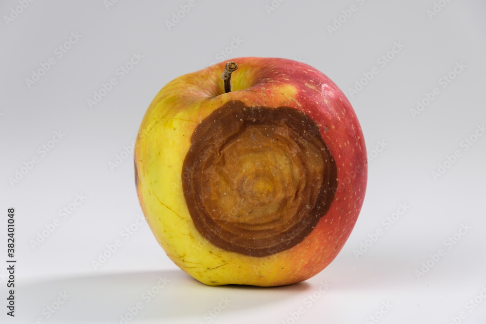 Fallobst: Ein gelb-roter Apfel mit einer großen braunen faulen Druckstelle auf neutralem ...