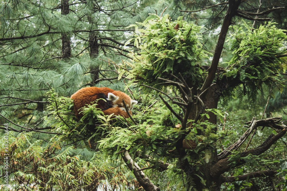 Sleepy red panda at Central Park zoo Stock Photo | Adobe Stock