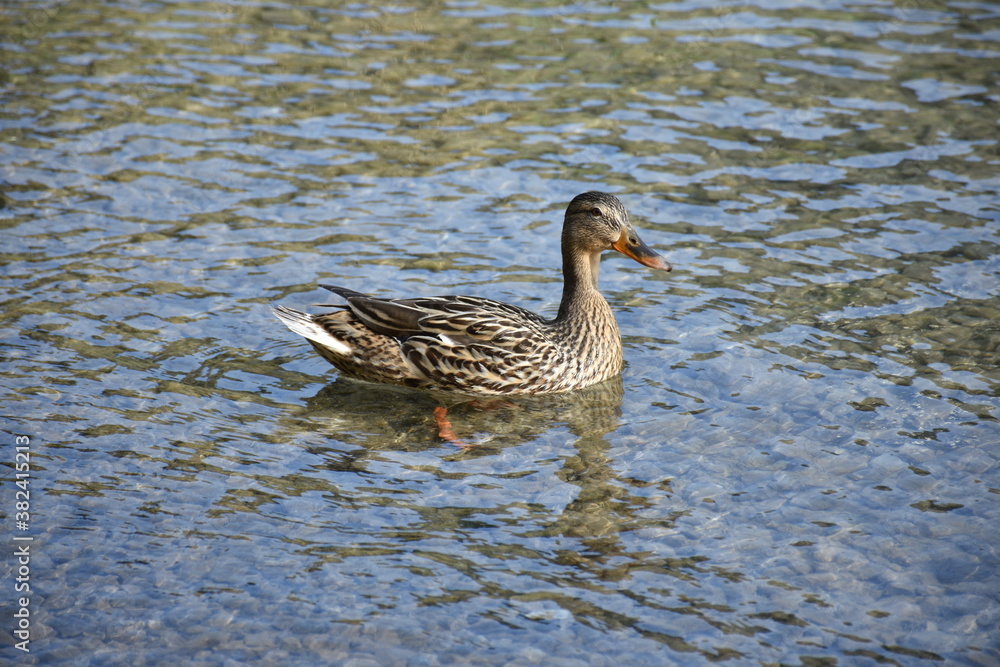 Ente, Stockente, Wildente, Schwimmente, Wasser, Ufer, schwimmen, Wasser ...