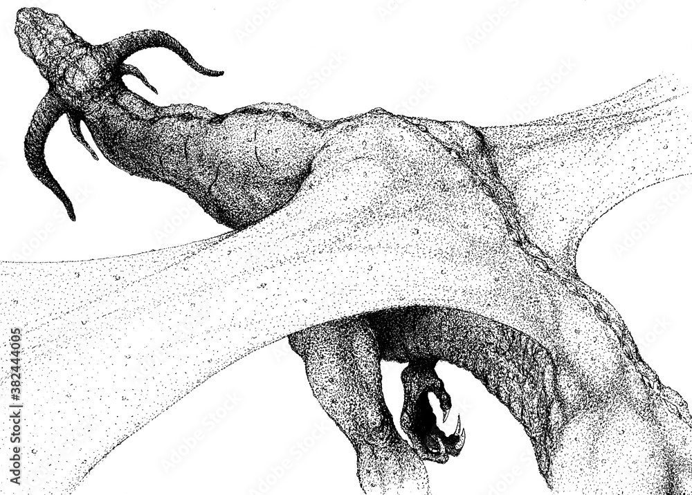 dragon flying with spread wings top view Stock Illustration | Adobe Stock