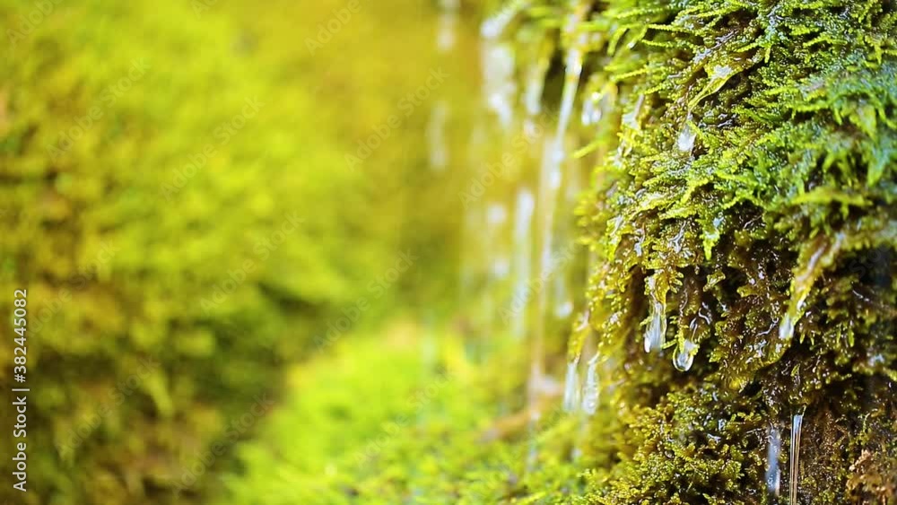 Vidéo Stock Green moss wall in Iceland with dripping water droplets ...