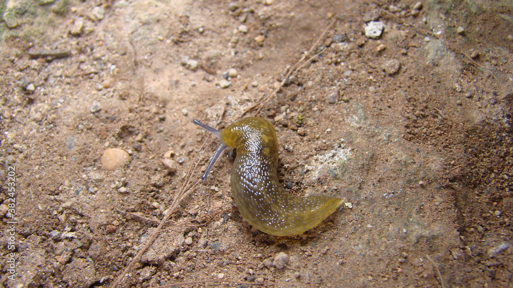 Fotografia do Stock: slug crawling on wetlands stump Tentacle of shell ...