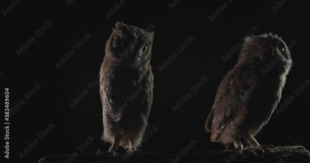 Two baby owls are sitting on a branch, black background, wildlife, 4k ...