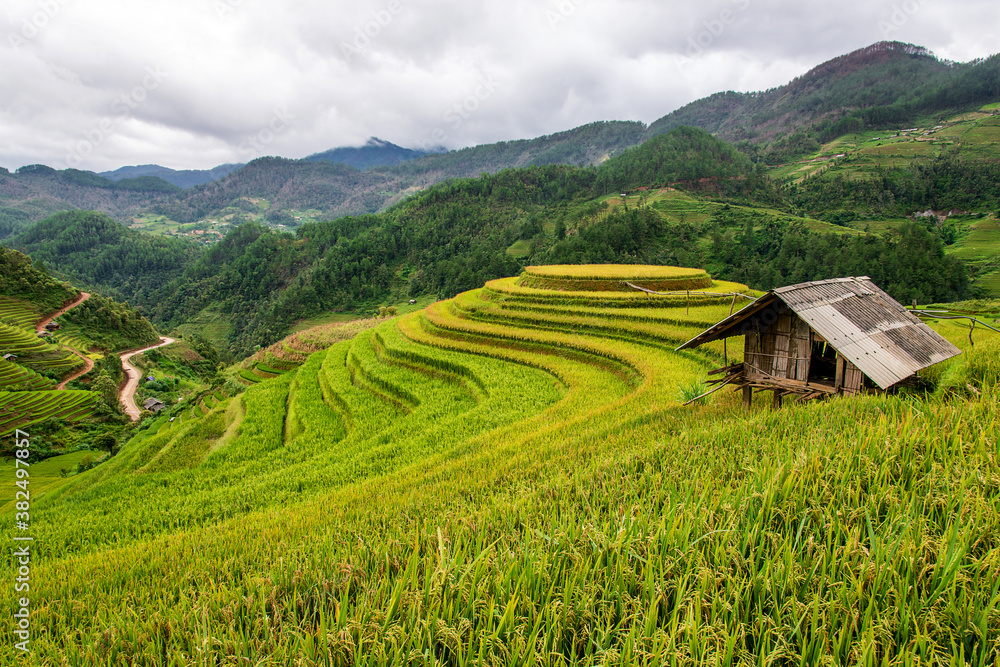 Sunny rice fields with houses on top of hills Stock Photo | Adobe Stock