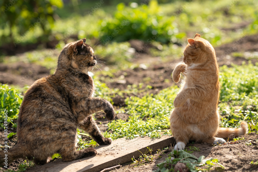 Two cat’s are fighting. Don’t touch me. A turtle-colored cat fights ...