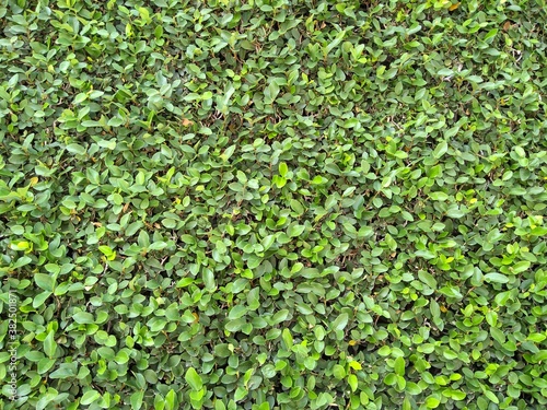 Enredadera Moneda (Ficus trepador) #382501871 - Fototapety Malarstwo i ...