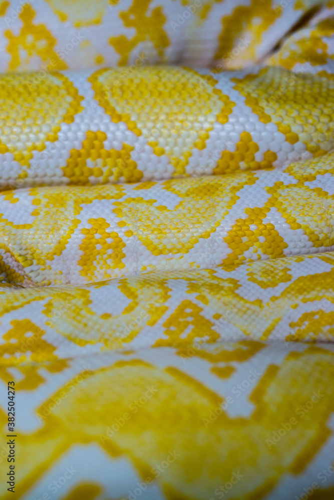 boa snake Stock Photo | Adobe Stock