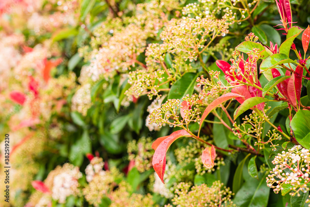 photinia shrub in spring growth Stock Photo | Adobe Stock