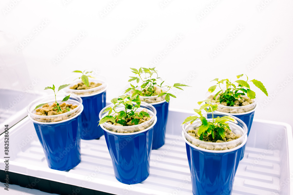 Cannabis Tissue Culture lab Stock Photo | Adobe Stock