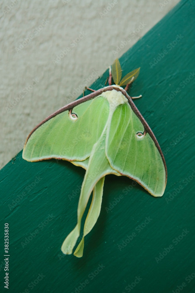 Luna Moth Stock Photo | Adobe Stock