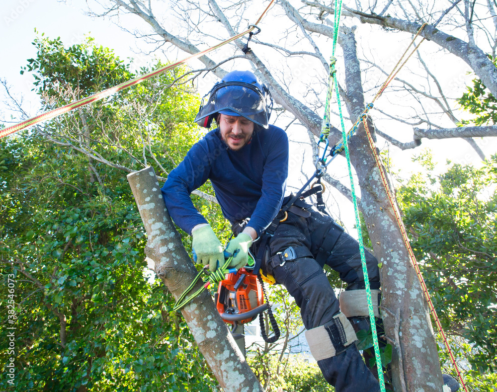 Portrait of Tree Surgeon working in the canopy of woodland trees. Stock ...