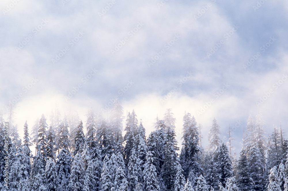 snow-covered trees on ridge line Oregon Cascades conifers clouds fog ...