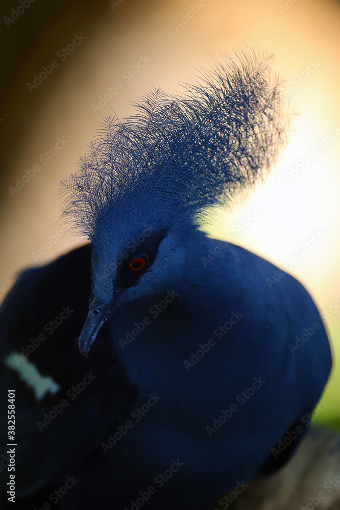 The western crowned pigeon, also known as the common crowned pigeon or ...
