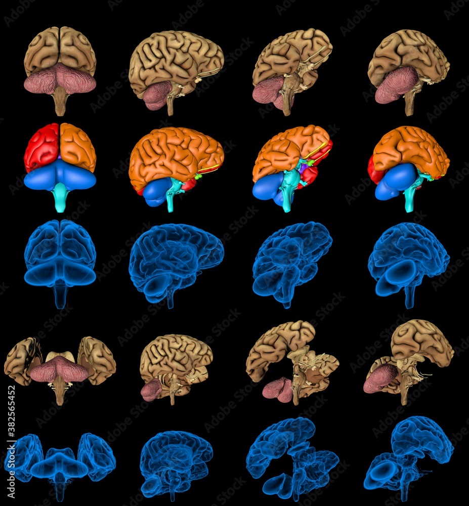 100 megapixels set - human brain with rontgen style image and ...