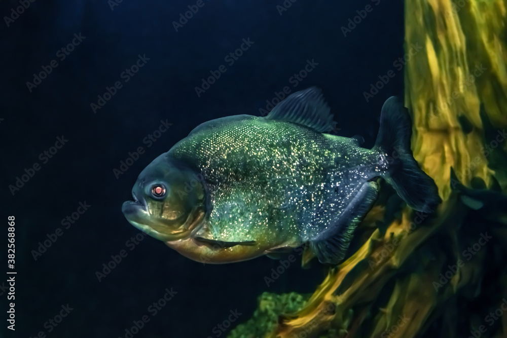 Single piranha fish, close-up, isolated on abstract blue and gold ...