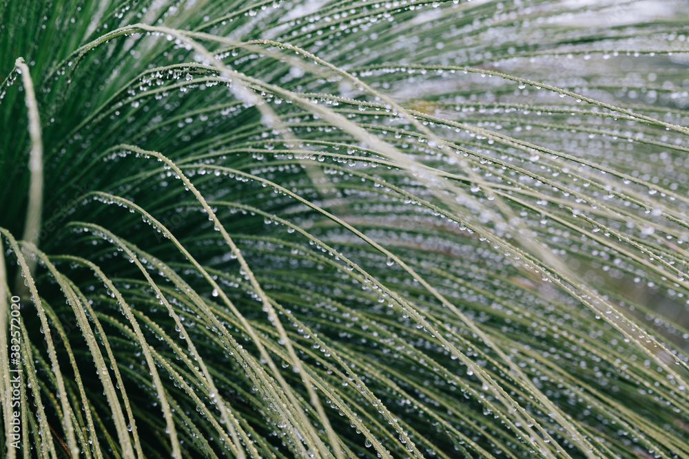 Australian native grass tree, Xanthorrhoea, with water droplets ...