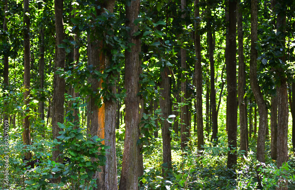 Green shorea robusta tall sal trees on top of a hill mountain forest ...