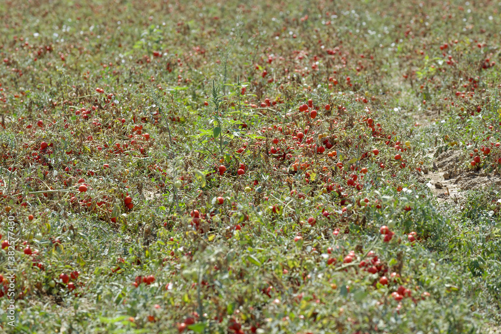 Champ de tomates dans la région des Pouilles en Italie Stock Photo ...