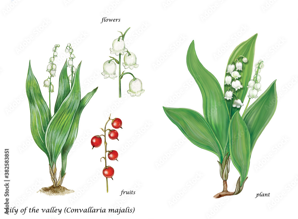 Botanical illustration of lily of the valley (Convallaria majalis ...