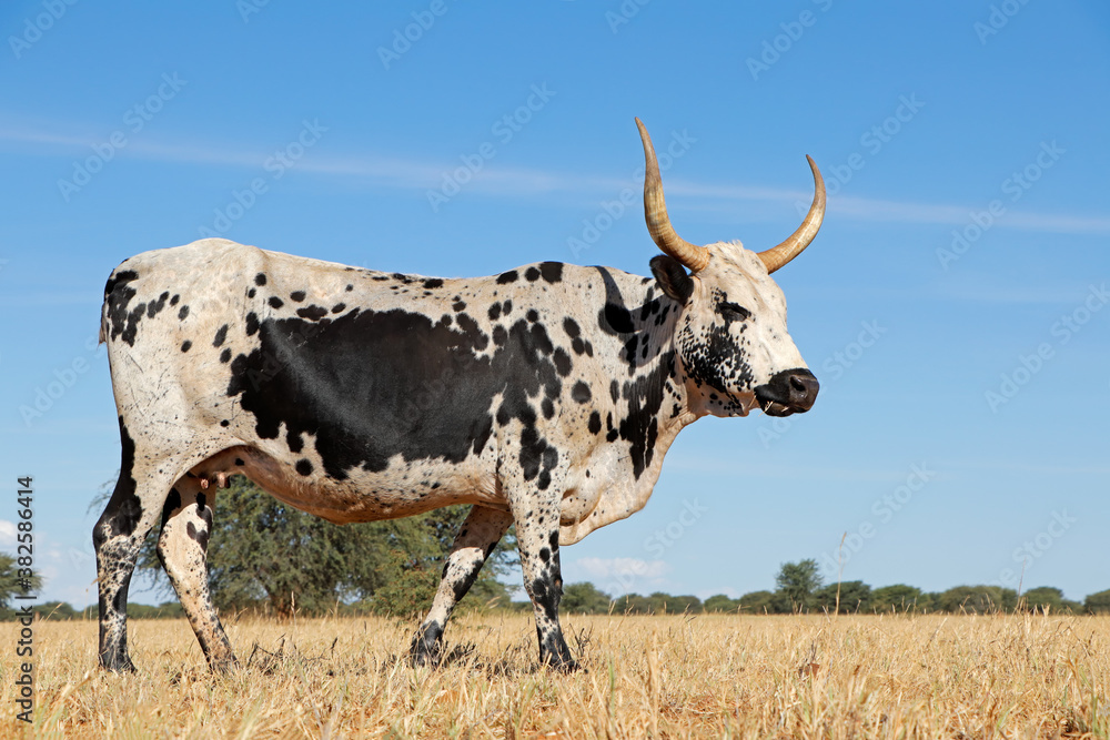 Nguni cow - indigenous cattle breed of South Africa - on a rural farm ...