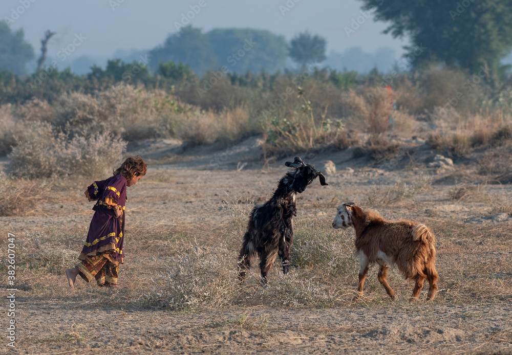 animals in the desert herding and fighting Stock Photo | Adobe Stock