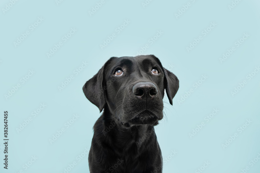 Black Labrador Retriever With Blue Eyes