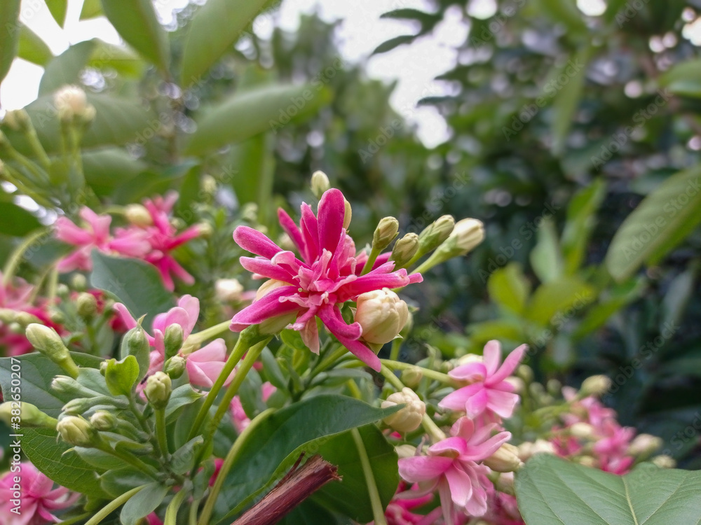 Beautiful hiccup flower with pink color in the garde rooftop Stock ...