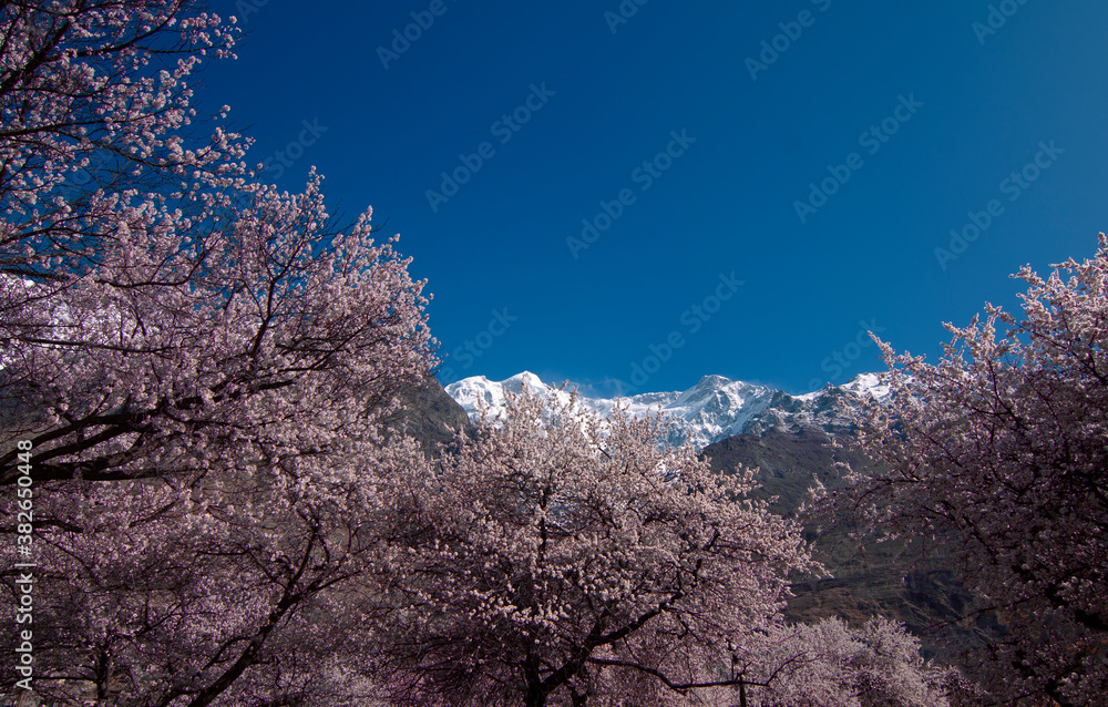 ultar peak with spring trees in hunza, gilgit baltistan, Pakistan Stock ...