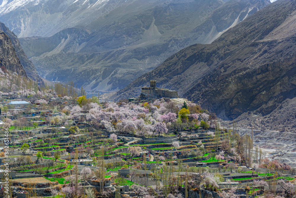 landscape photography of spring season of cherry blossom and apricot ...
