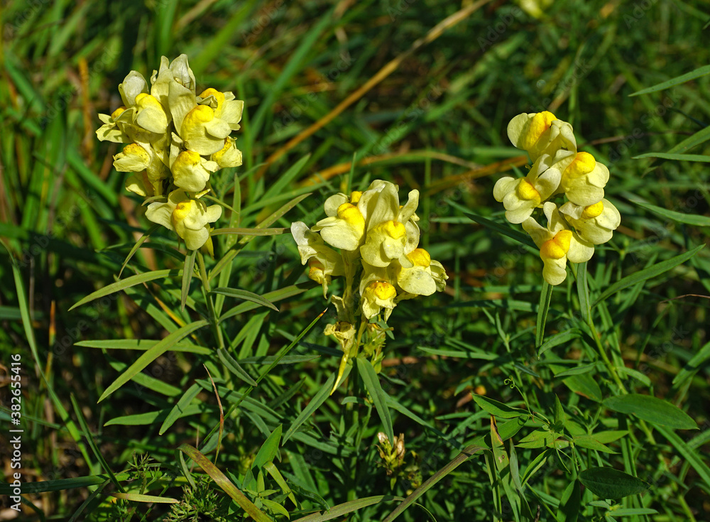 Echtes Leinkraut, Linaria vulgaris, common toadflax Stock Photo | Adobe ...