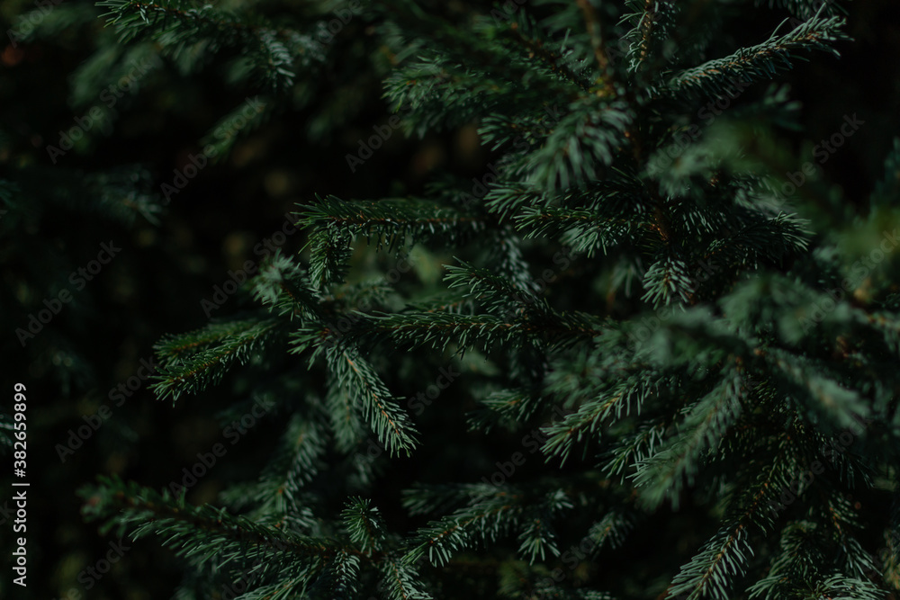 Dark green volumetric small needles on branches of a coniferous ...