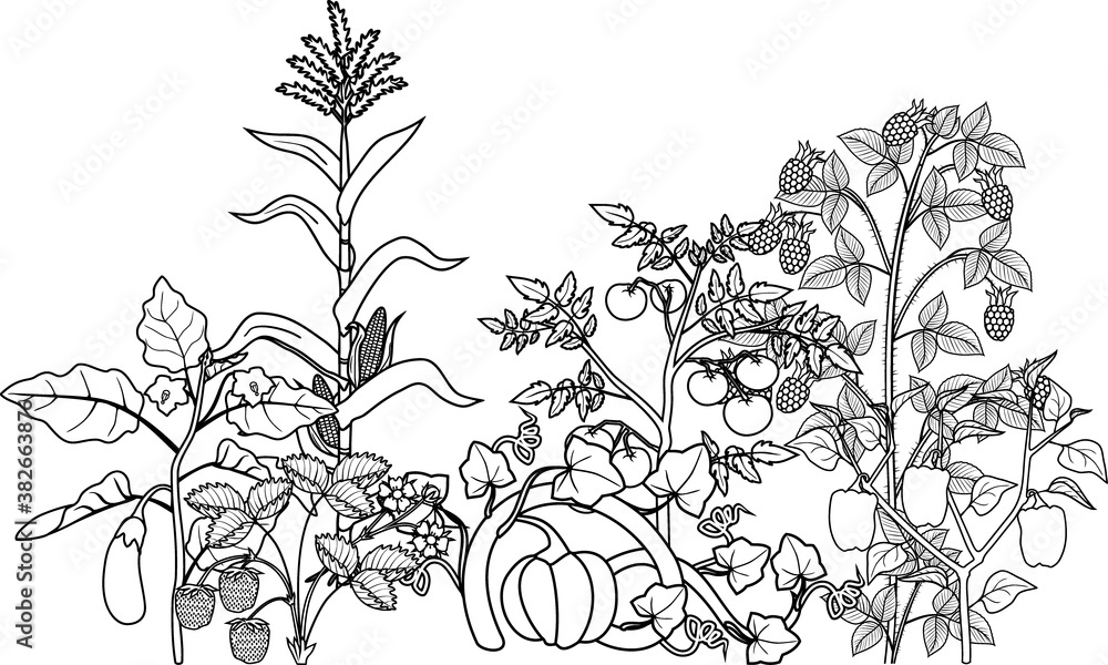 Coloring page. Group of vegetable plants with harvest of fruits and ...