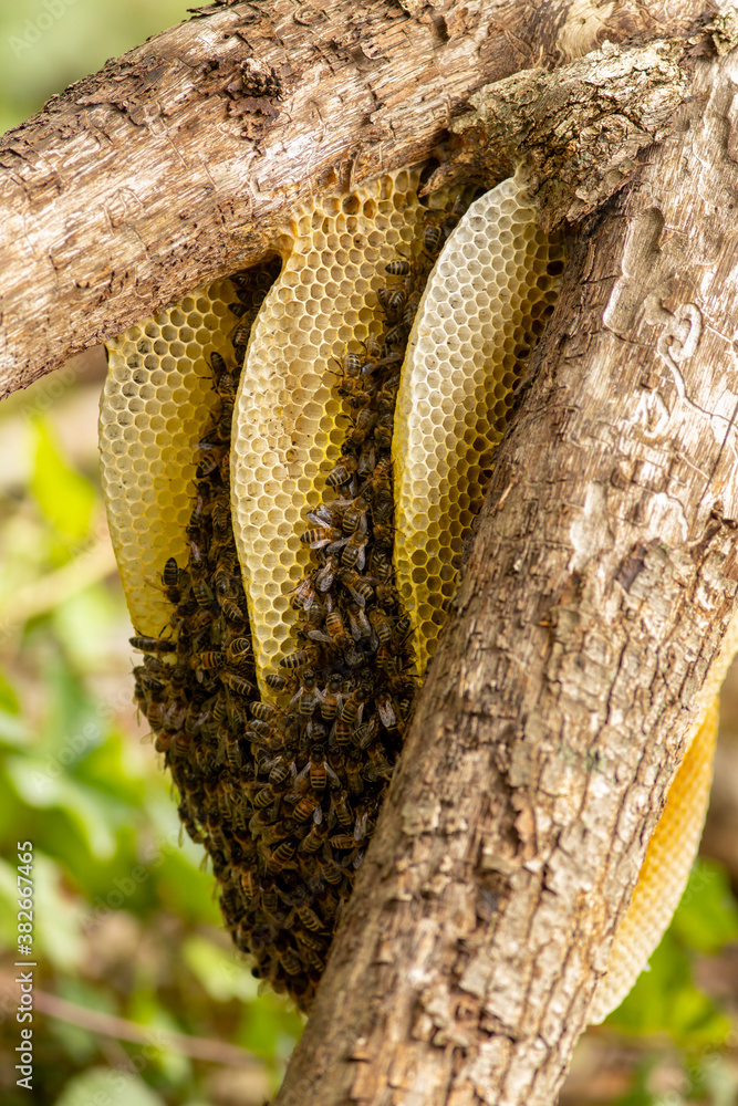Sideview of backside of layers of a honeycomb with wild Apis Mellifera ...