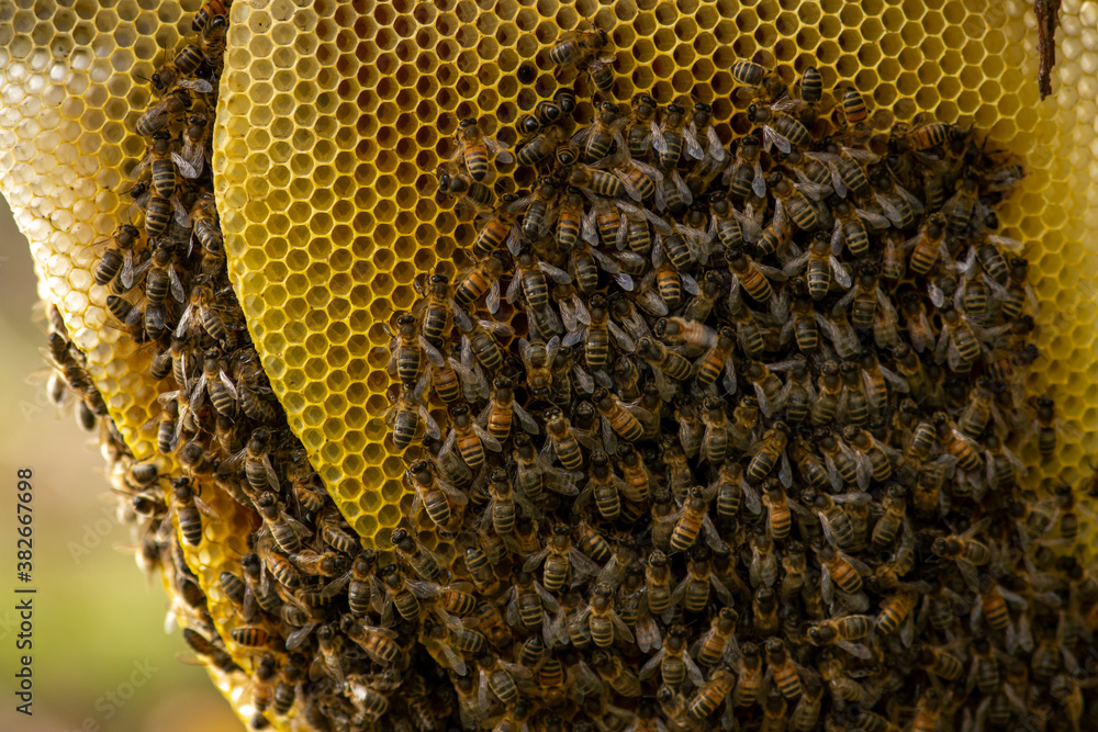 Sideview of a hive of wild Apis Mellifera Carnica or Western Honey Bees ...