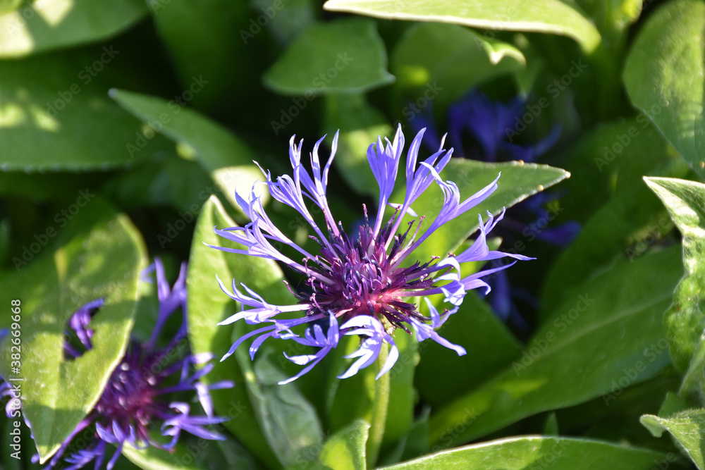 Beautiful Flowering Cornflower Blossom in Bloom in a Garden Stock Photo ...