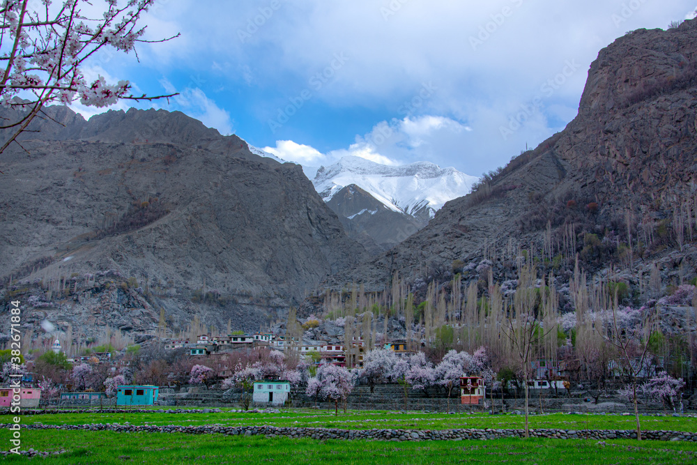 spring landscape photos of cherry blossom ,apricot blossom and spring ...