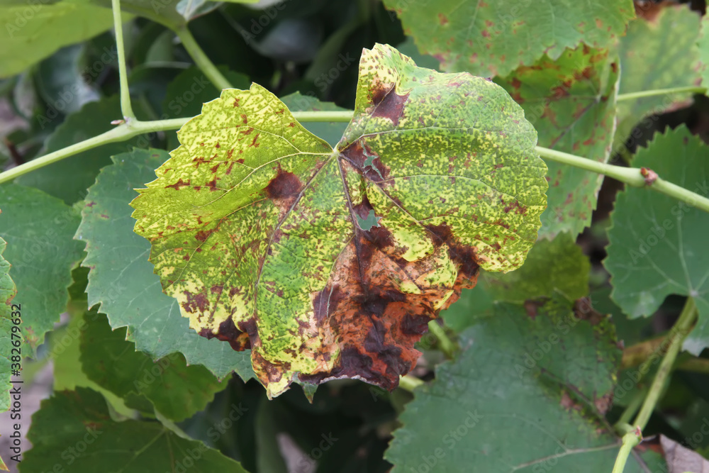 Leaves and fruits of green grapes with spots. Anthracose mildew and oidium grape. Primary signs ...