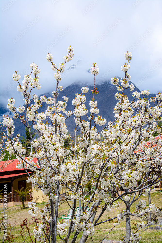 spring landscape photos of cherry blossom ,apricot blossom and spring ...